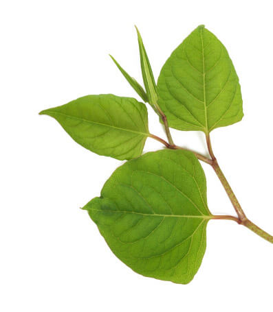 This is Like Rocket Fuel For Your Mitochondria!