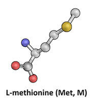 Advanced Amino Formula - Contains 8 Essential Amino Acids