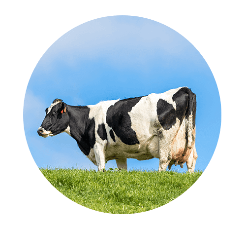 The Astonishing Thyroid-Restoring Secret from New Zealand Cows… - Thyrovanz